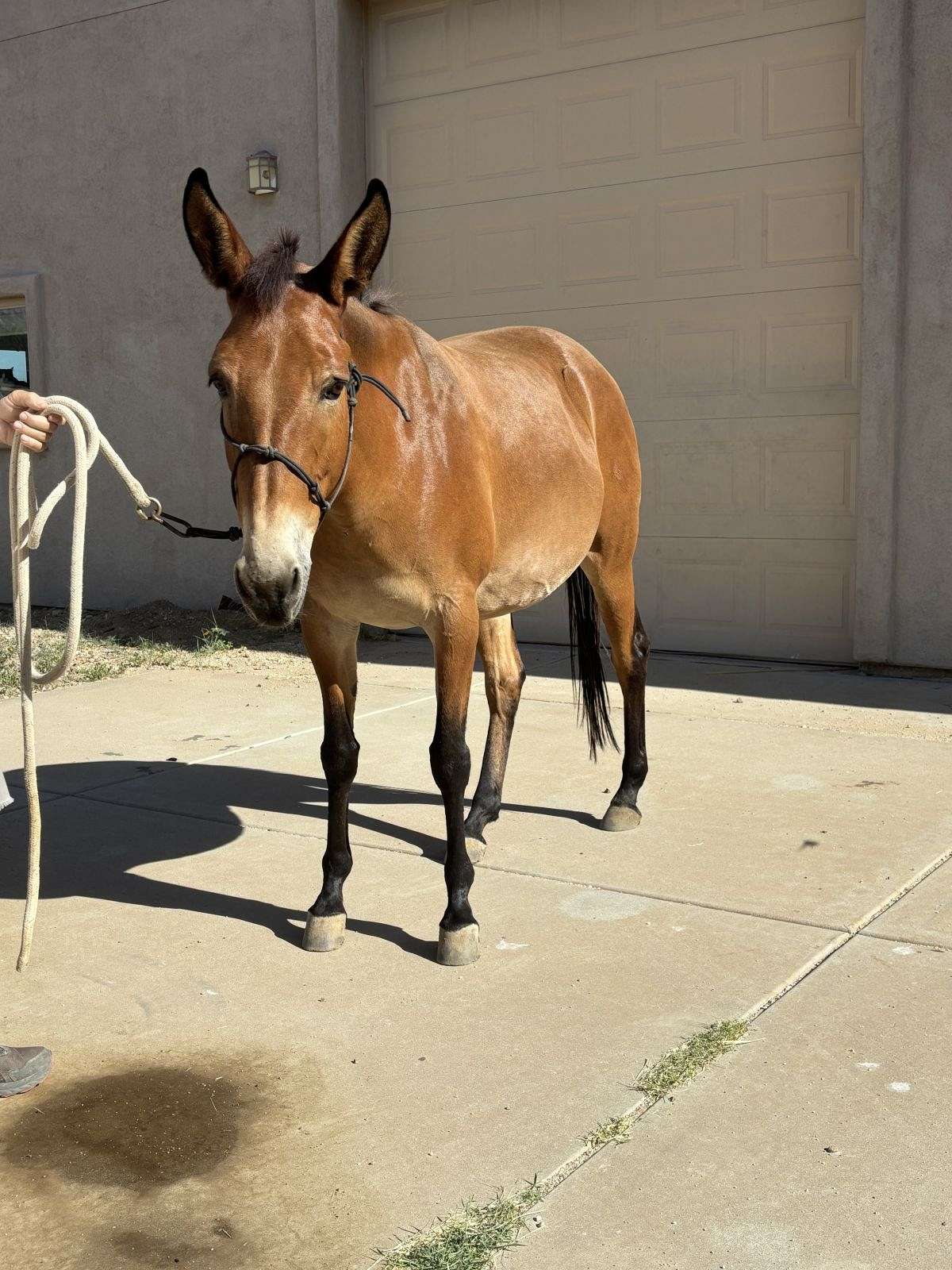 Awesome Trail Mule Sold