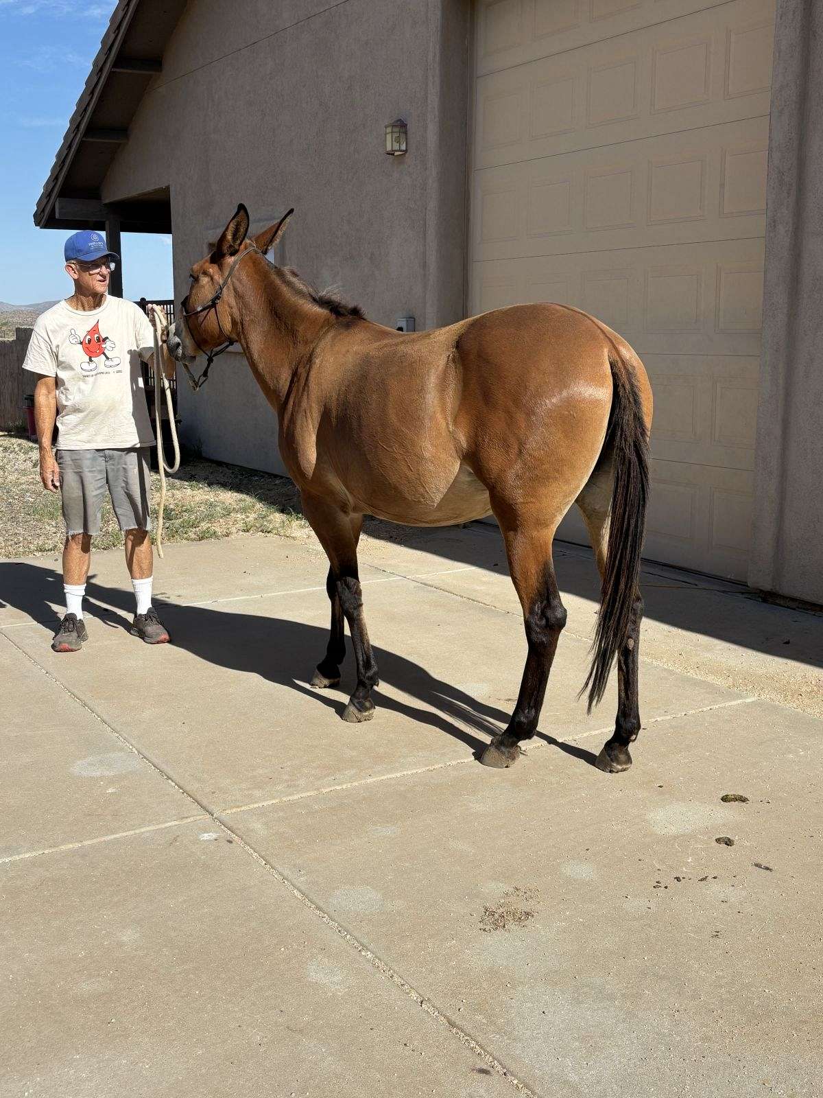 Awesome Trail Mule Sold