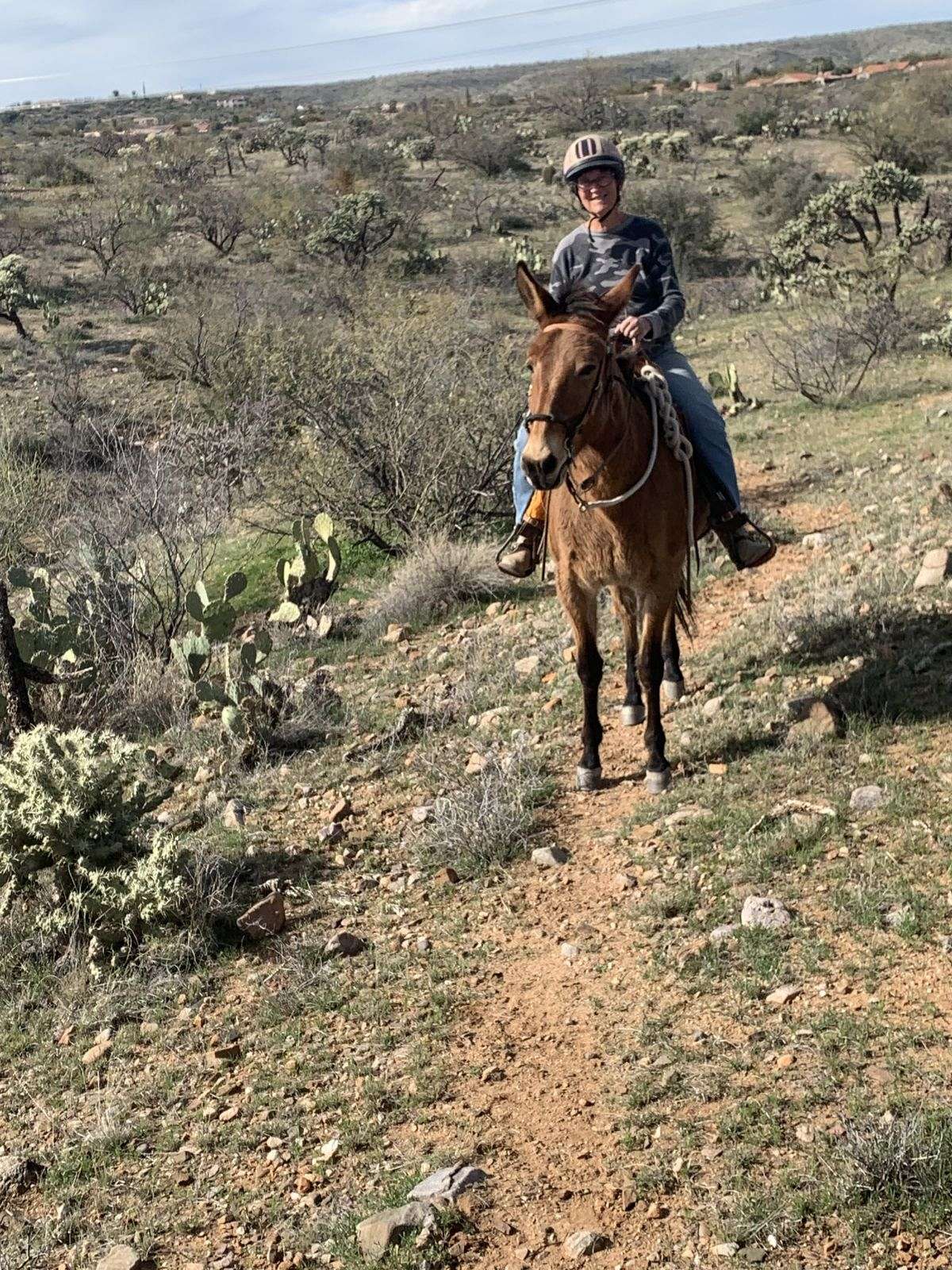 Awesome Trail Mule Sold