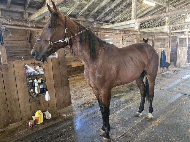 2 Year Old Standardbred Racehorse, Needs Time to Mature
