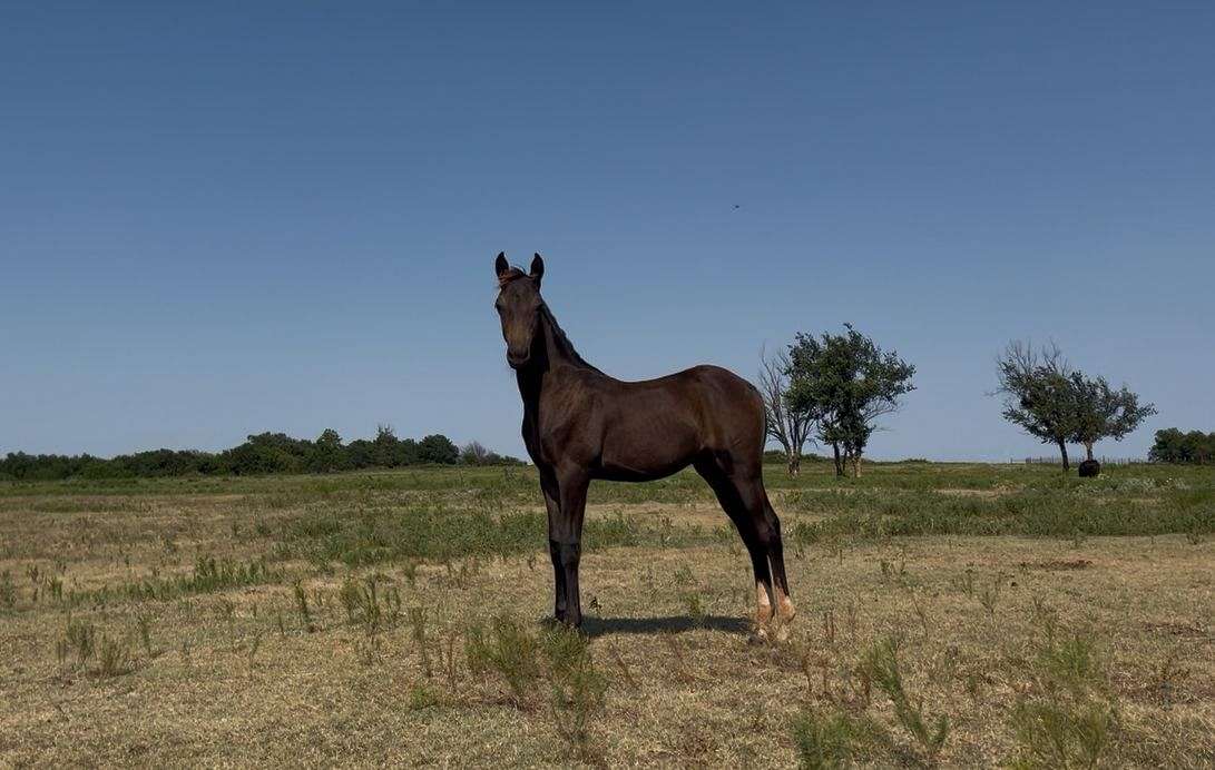 Upheaded 2025 Morgan Colt! (Registration Pending)