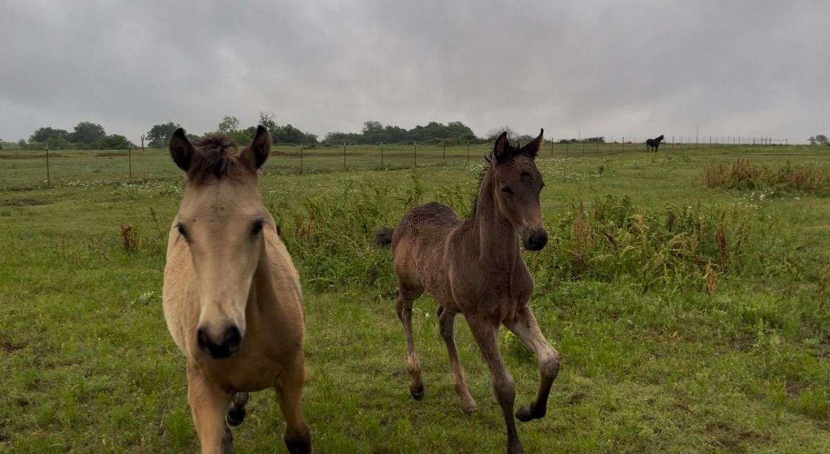 Upheaded 2025 Morgan Colt! (Registration Pending)