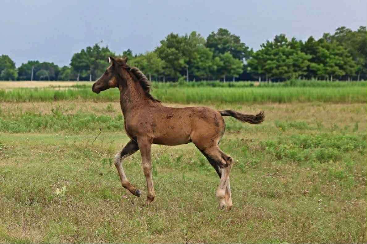 Upheaded 2025 Morgan Colt! (Registration Pending)