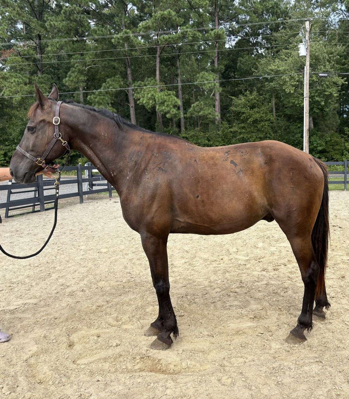 Black QH Cross