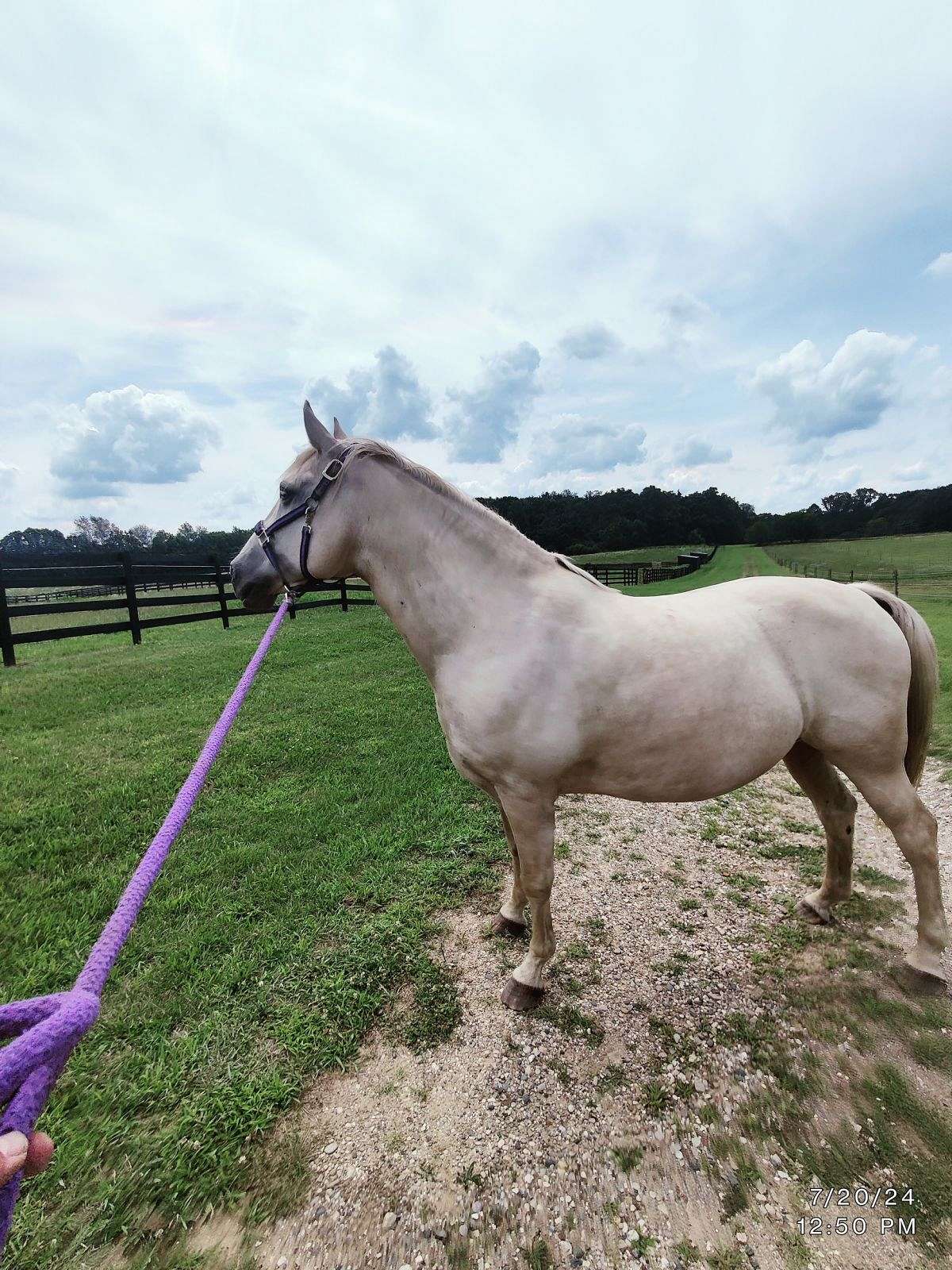 Tennessee Walking Horse Gelding, Gentle, Husband Safe -Buddy