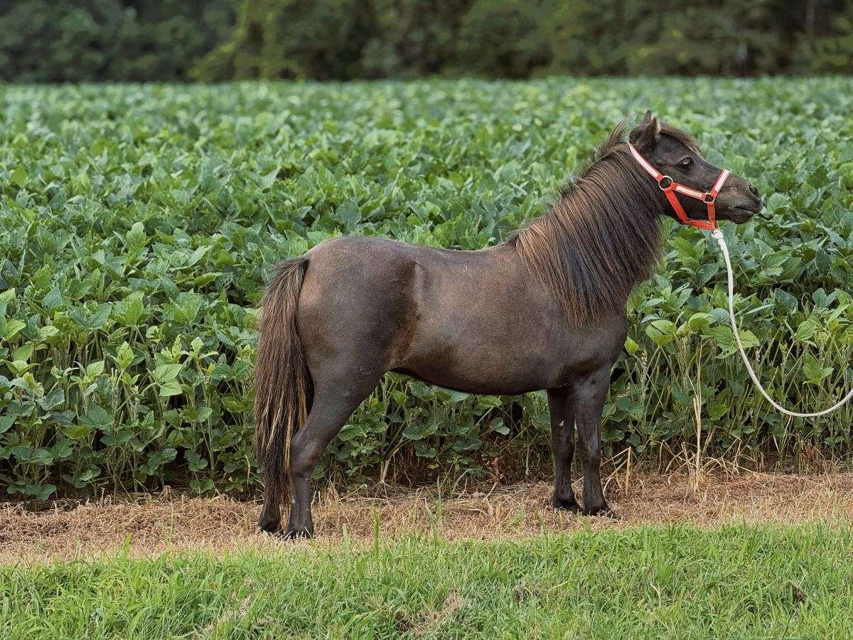 Safe Safe Safe Pony Mare