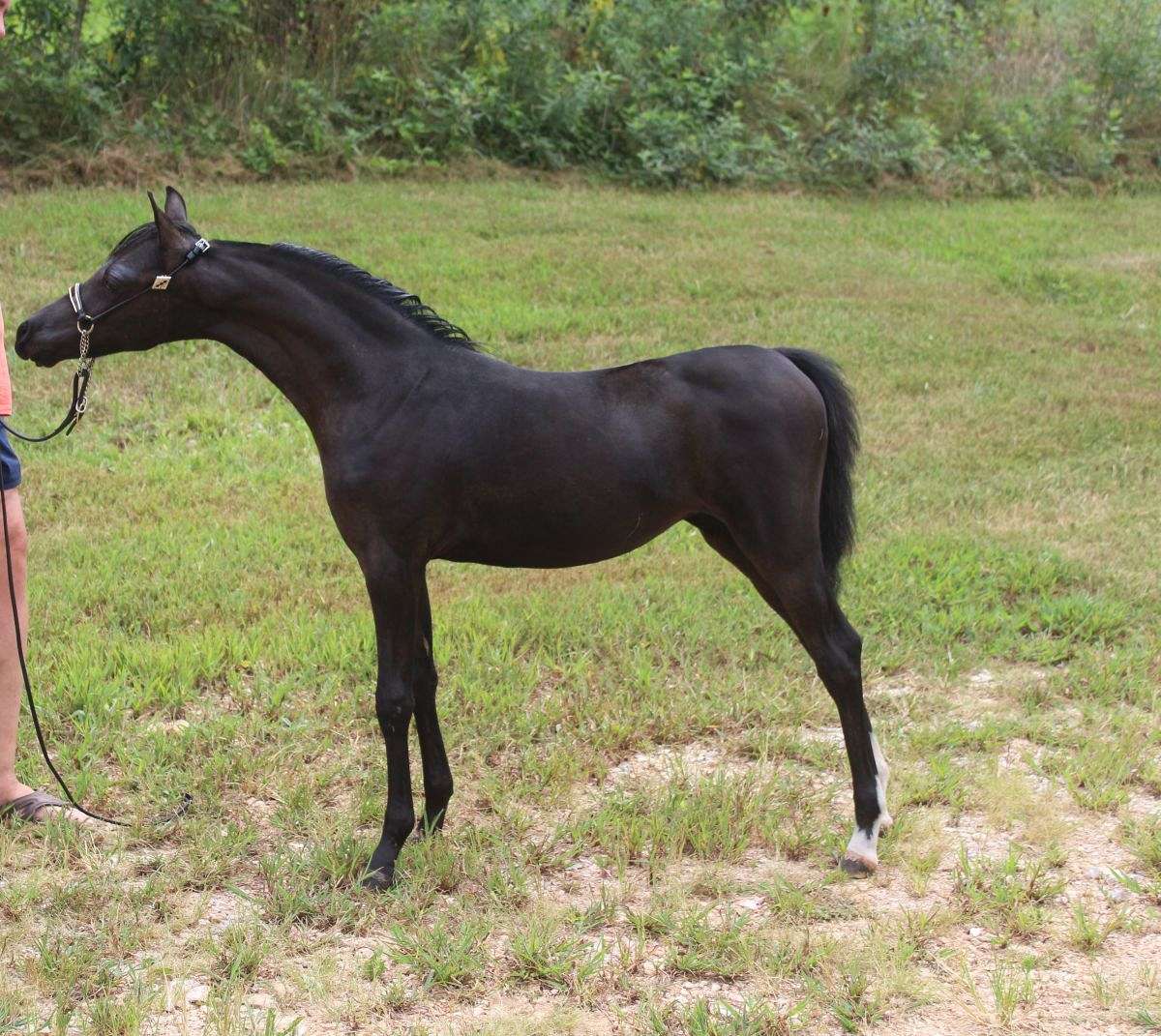 Sold Stunning ASPC/AMHR Show Filly