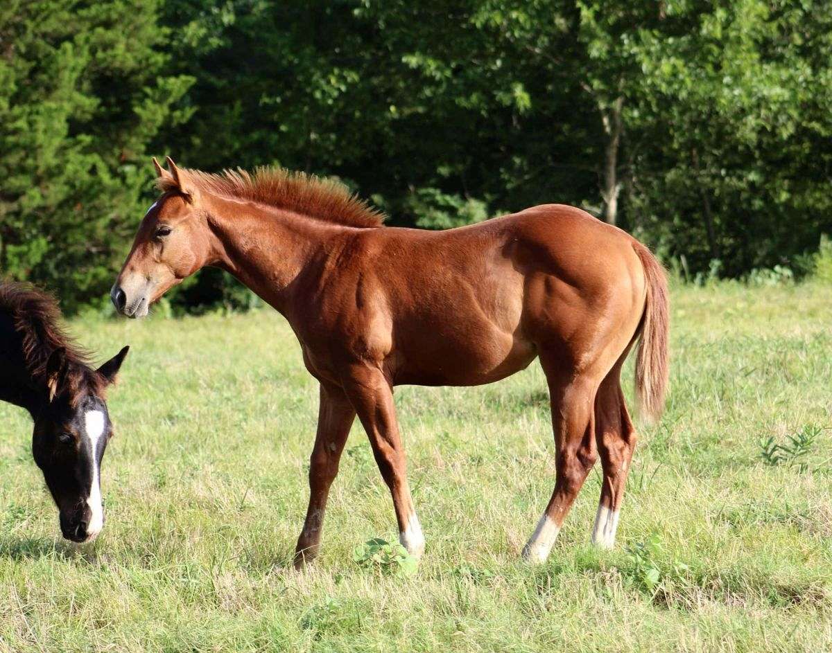 Fancy 2025 AQHA Filly!