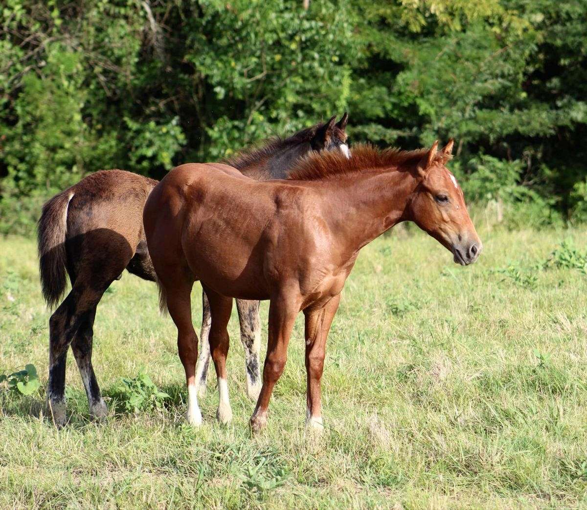 Fancy 2025 AQHA Filly!