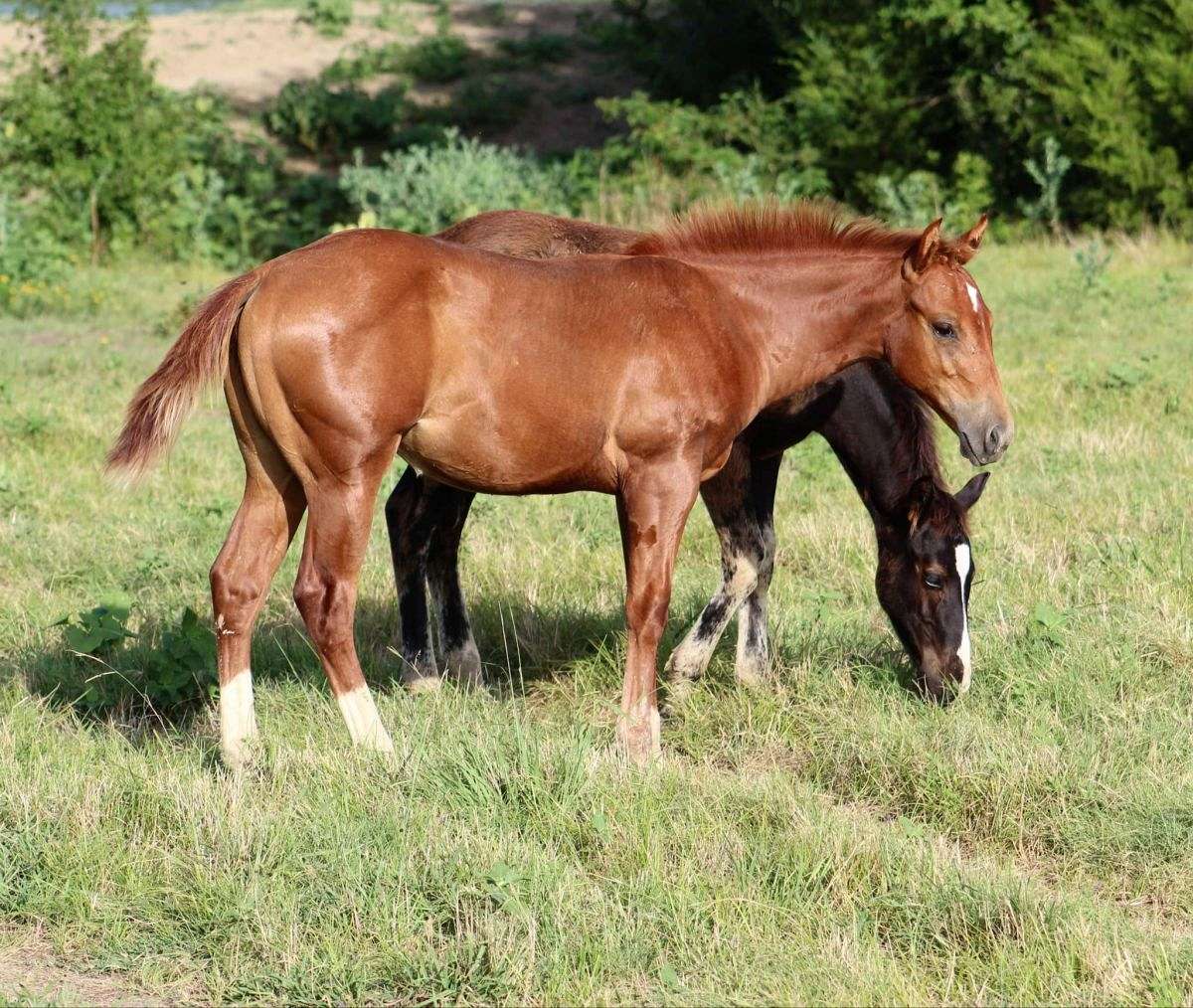 Fancy 2025 AQHA Filly!