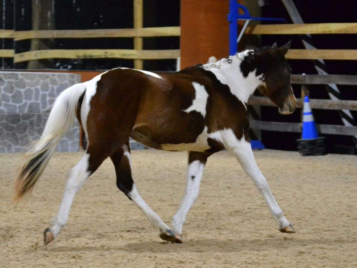 Beautiful Oldenburg Pinto Filly
