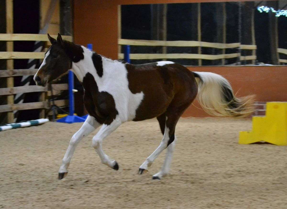 Beautiful Oldenburg Pinto Filly