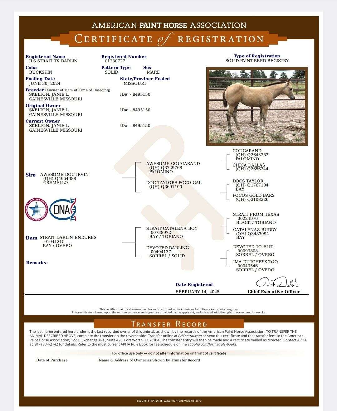 APHA Yearling Buckskin Filly