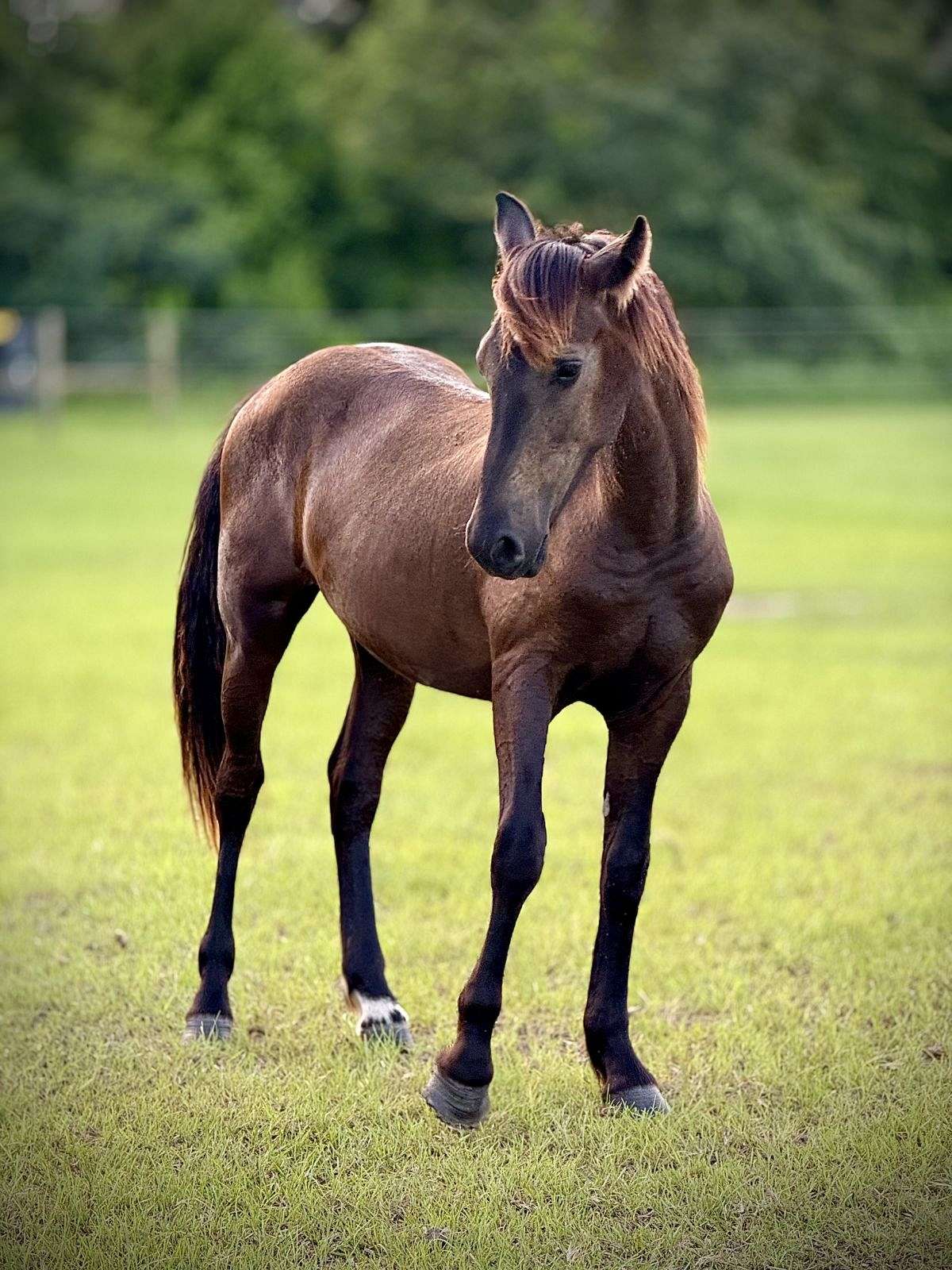Friesian Sport Horse (Needs Northern Home)