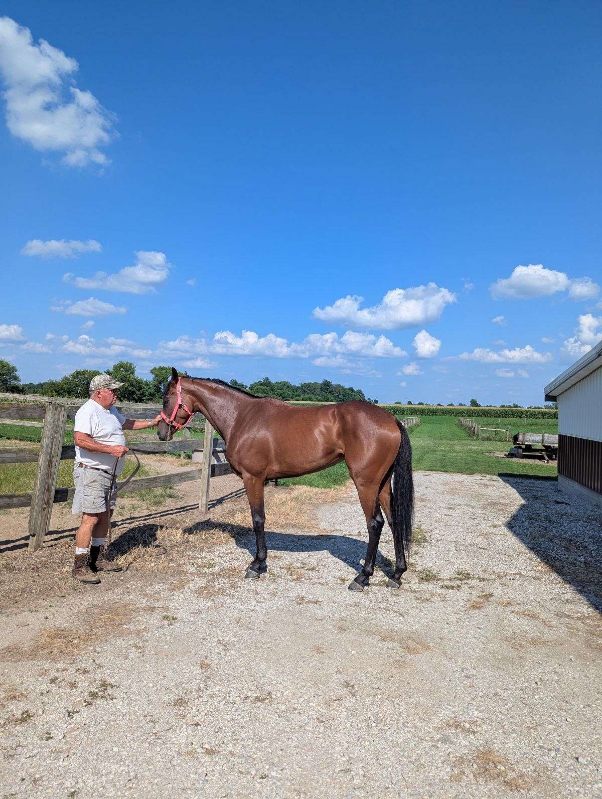 Dreamy Kitten - OTTB, Rrp Eligible