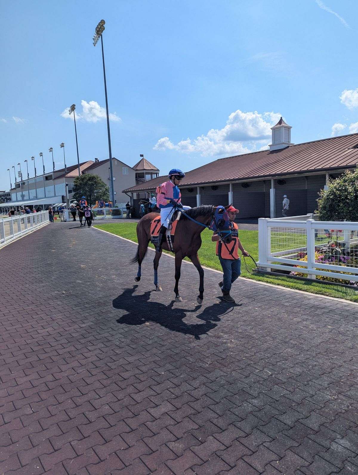 Dreamy Kitten - OTTB, Rrp Eligible