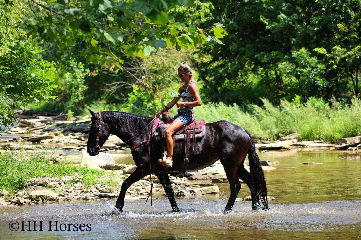 Super Gentle Black Friesian Percheron Crossbred Mare, Ride & Drive
