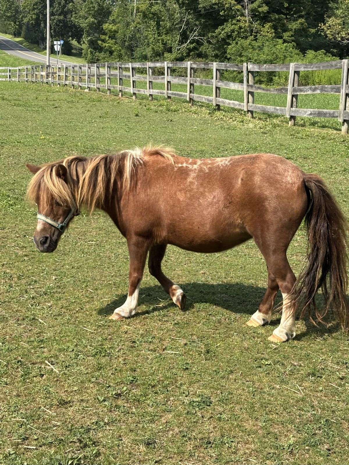 29” Friendly Companion Mare