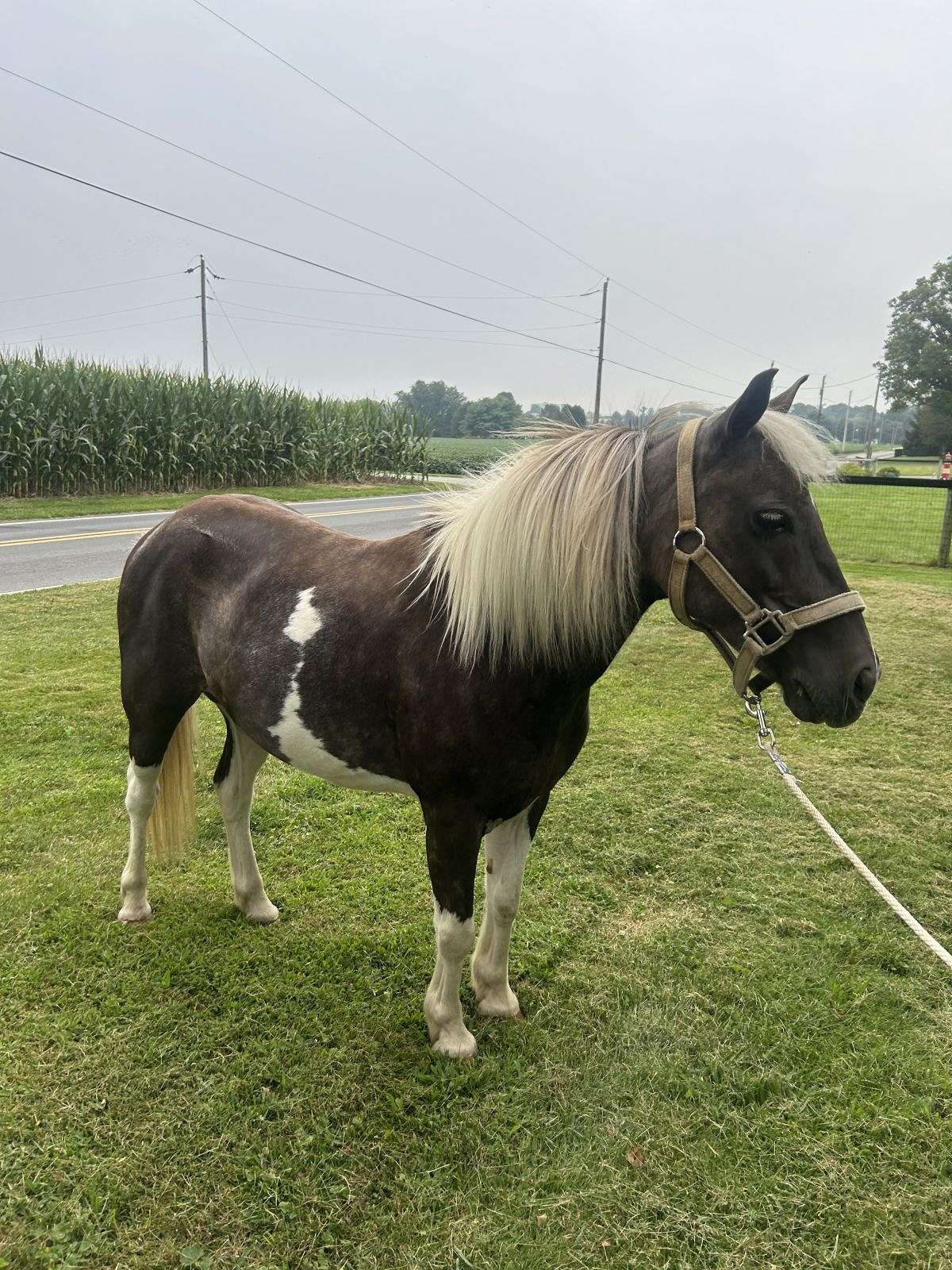 Pony