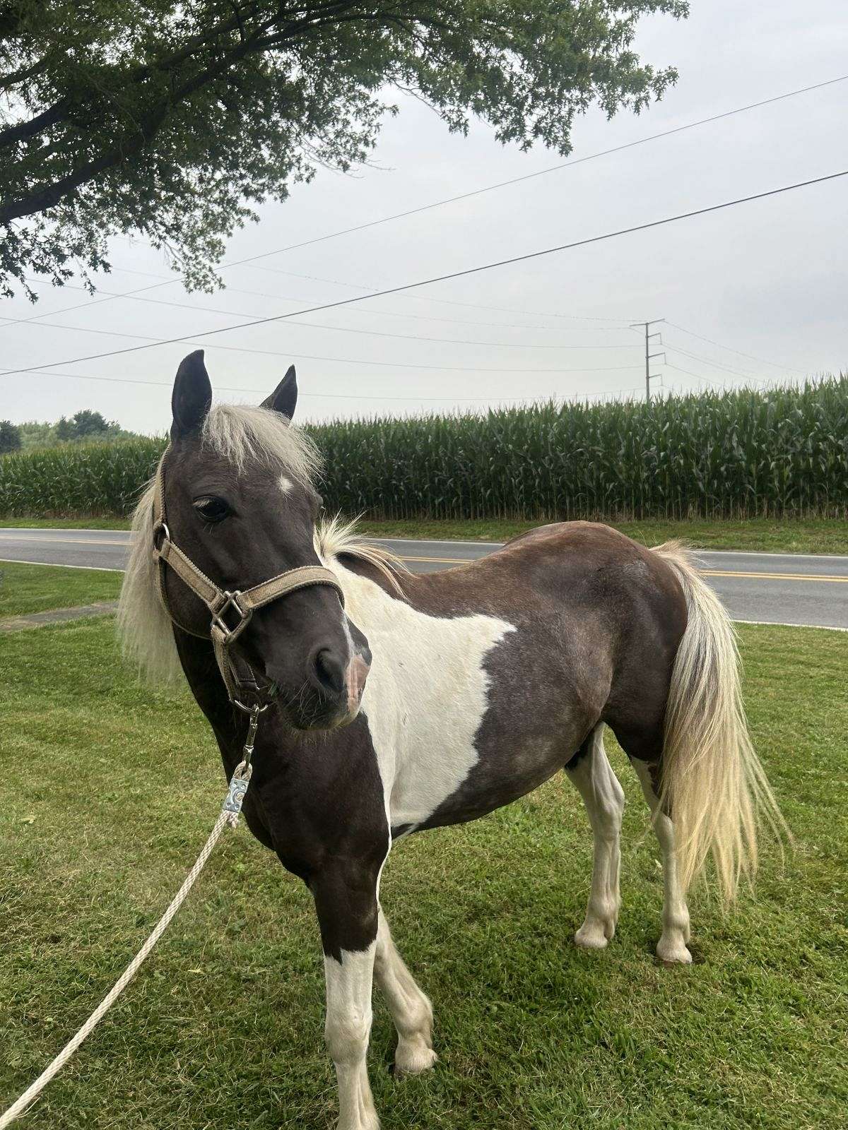 Pony