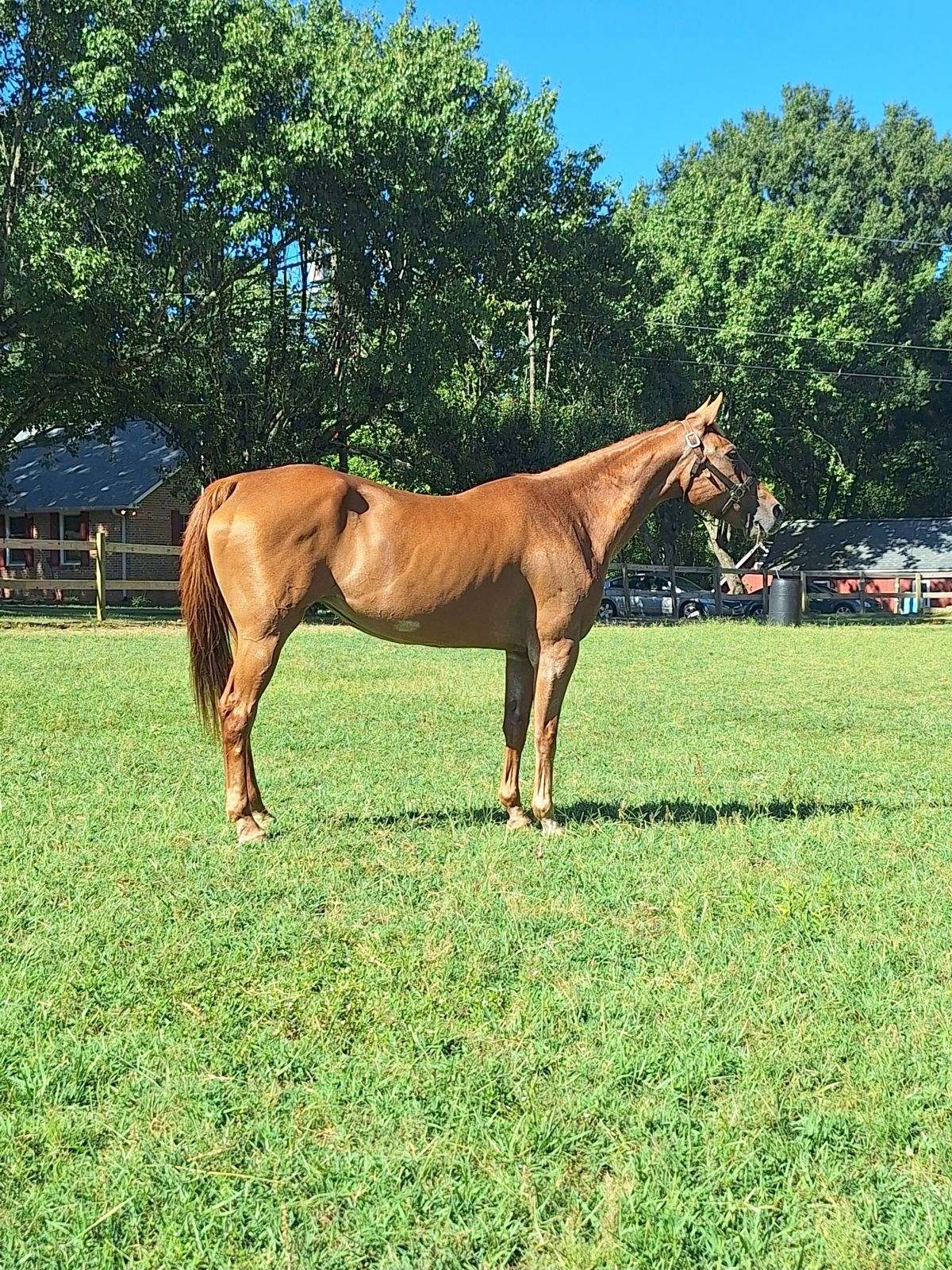 True Southern Girl- Sweet, Broke, Sorrel Mare