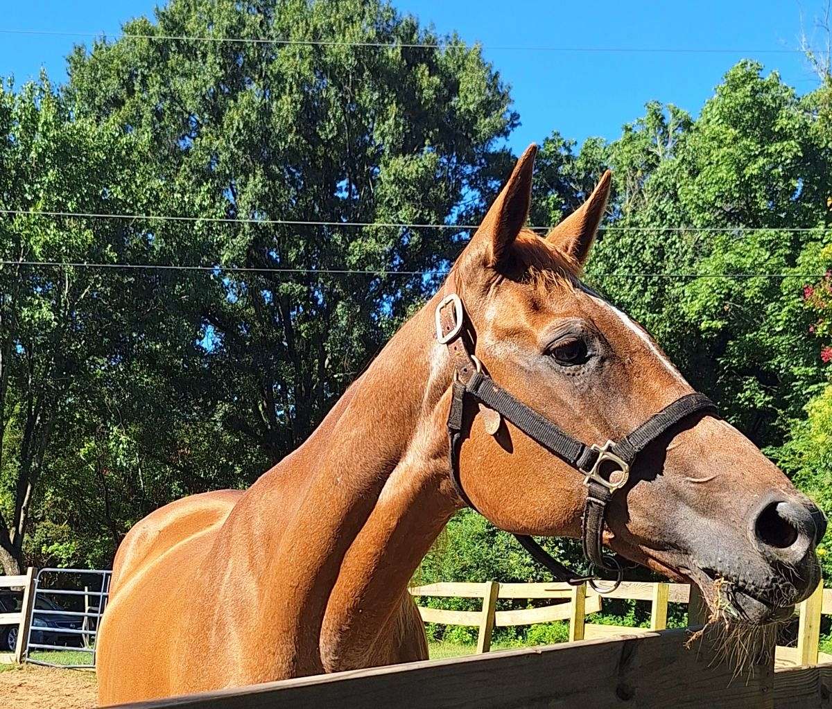 True Southern Girl- Sweet, Broke, Sorrel Mare