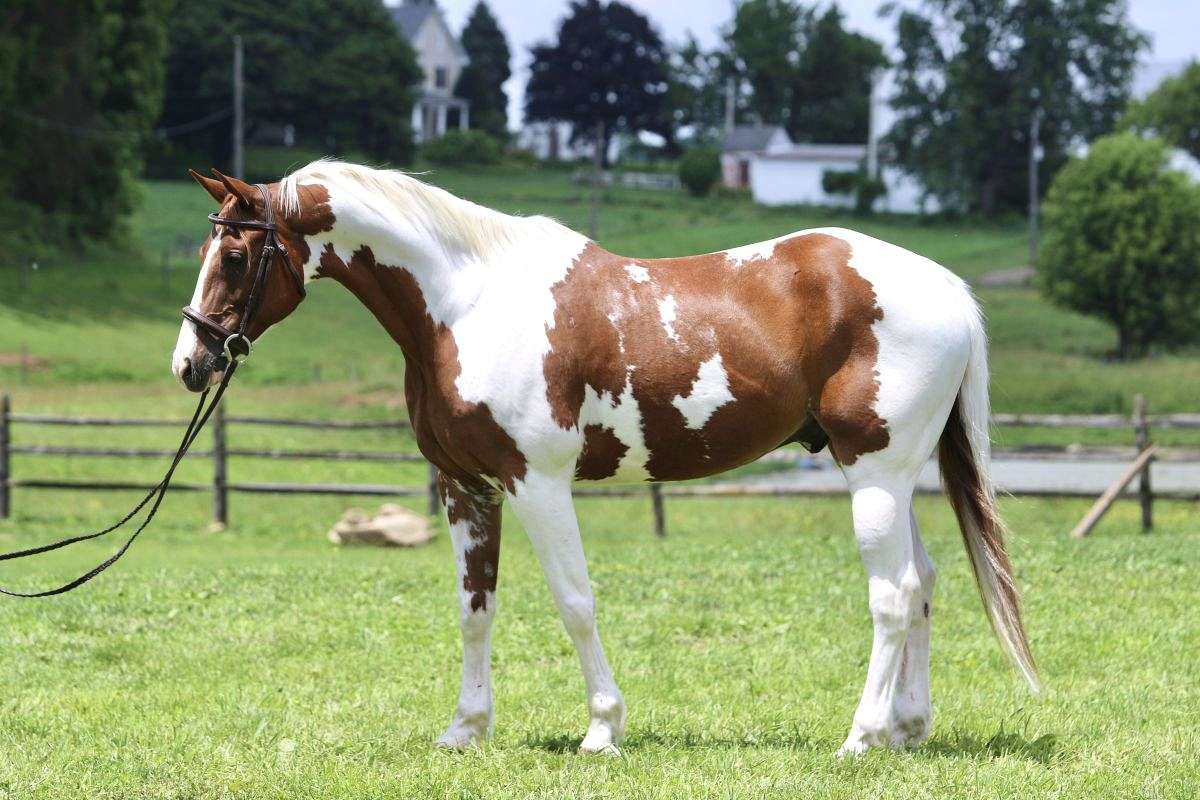 Absolutely Stunning All Around 11 Yr Old Sorrel and White Paint Gelding!