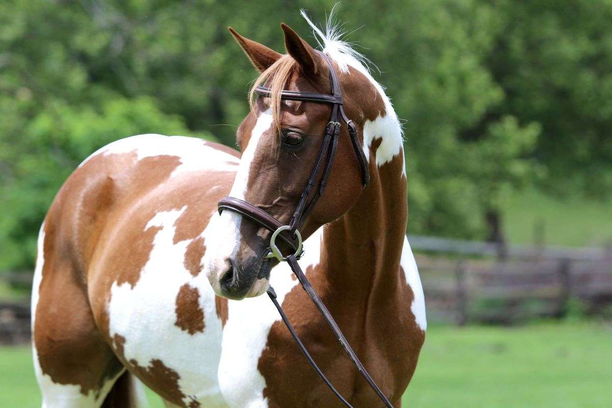 Absolutely Stunning All Around 11 Yr Old Sorrel and White Paint Gelding!