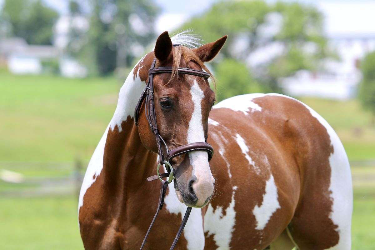 Absolutely Stunning All Around 11 Yr Old Sorrel and White Paint Gelding!
