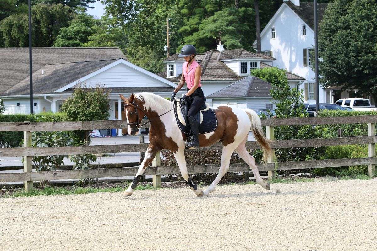 Absolutely Stunning All Around 11 Yr Old Sorrel and White Paint Gelding!