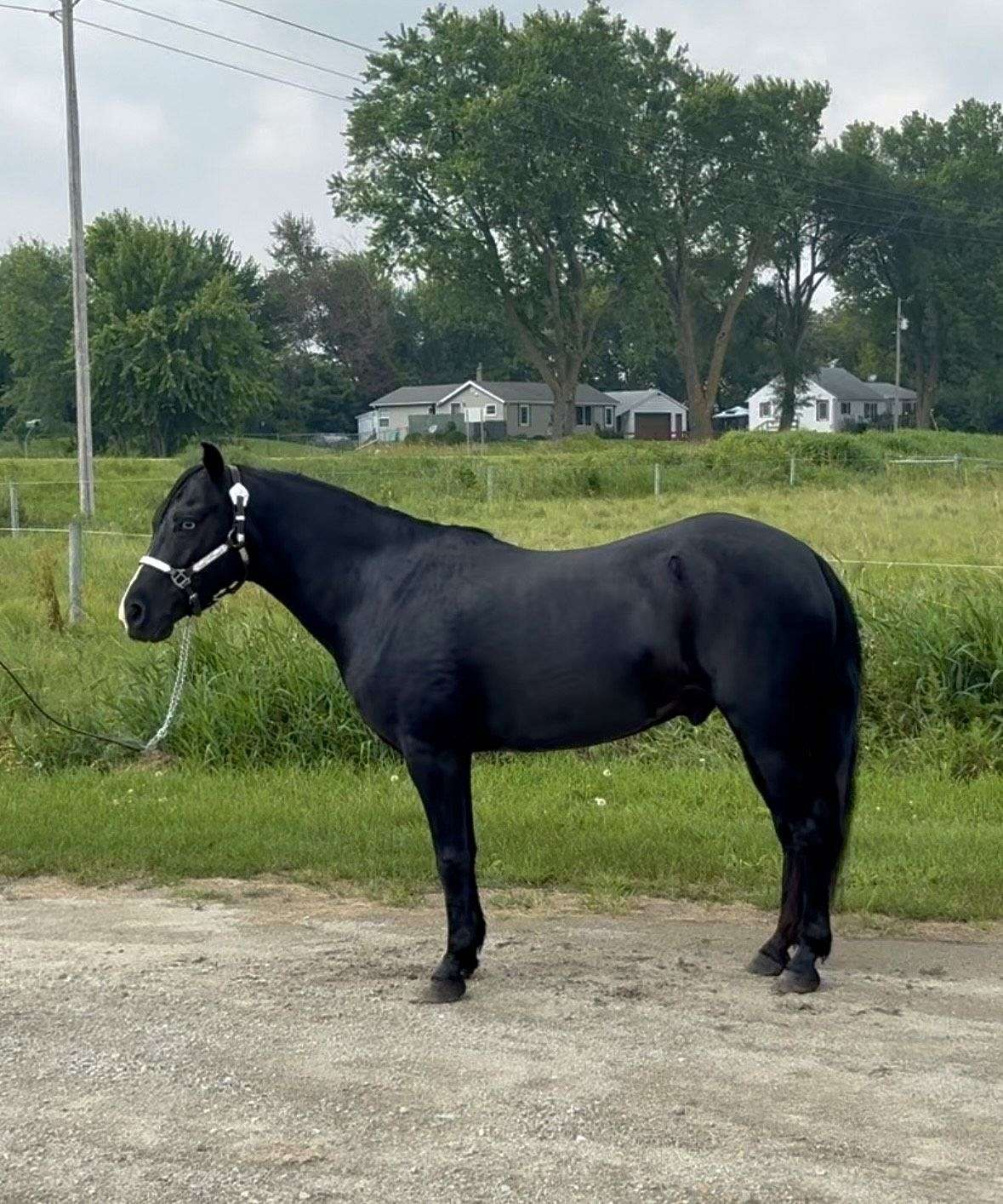 Super Cute and Versatile 7 Yr Old Black Pony Gelding!