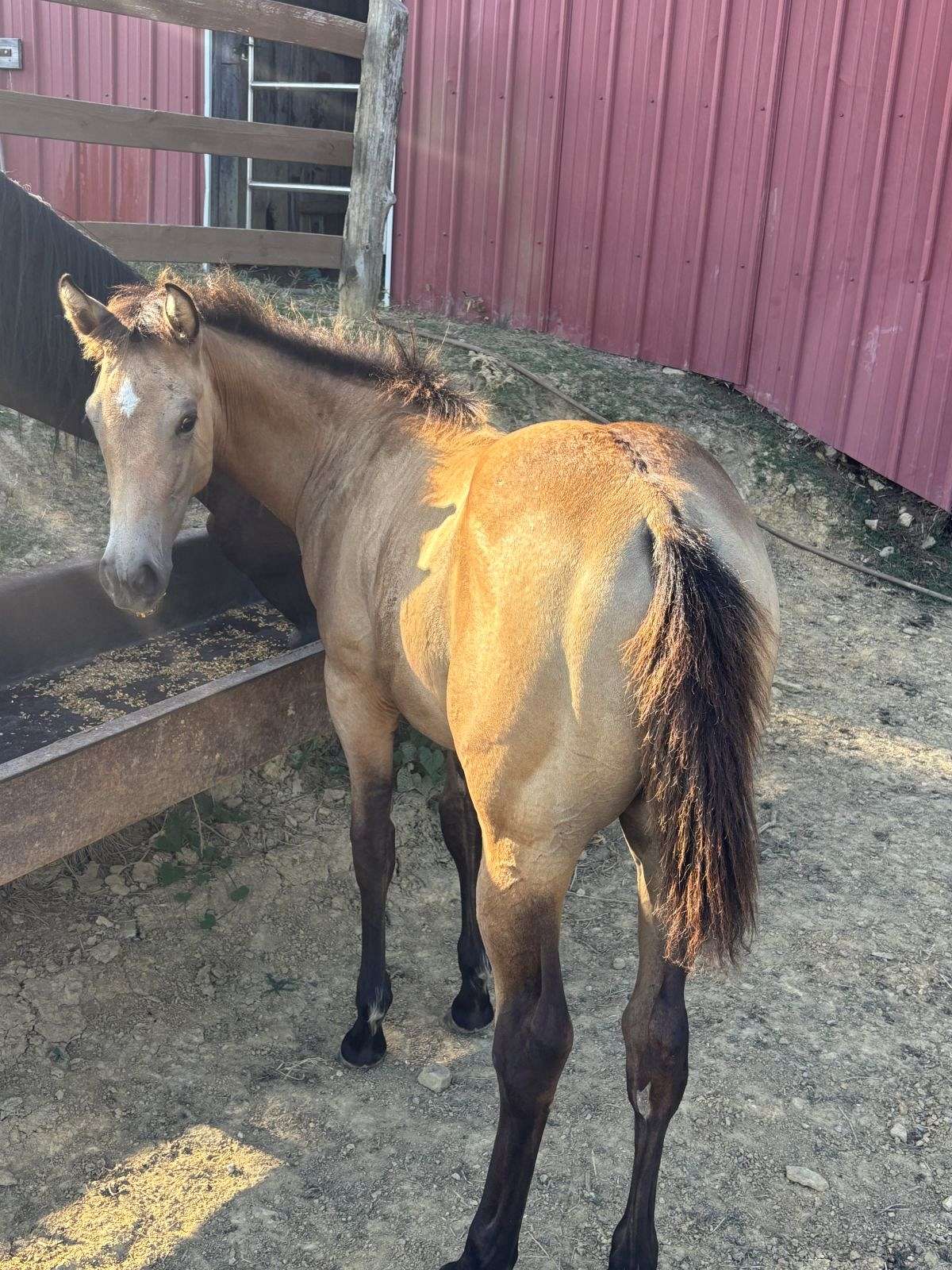 AQHA Buckskin Filly