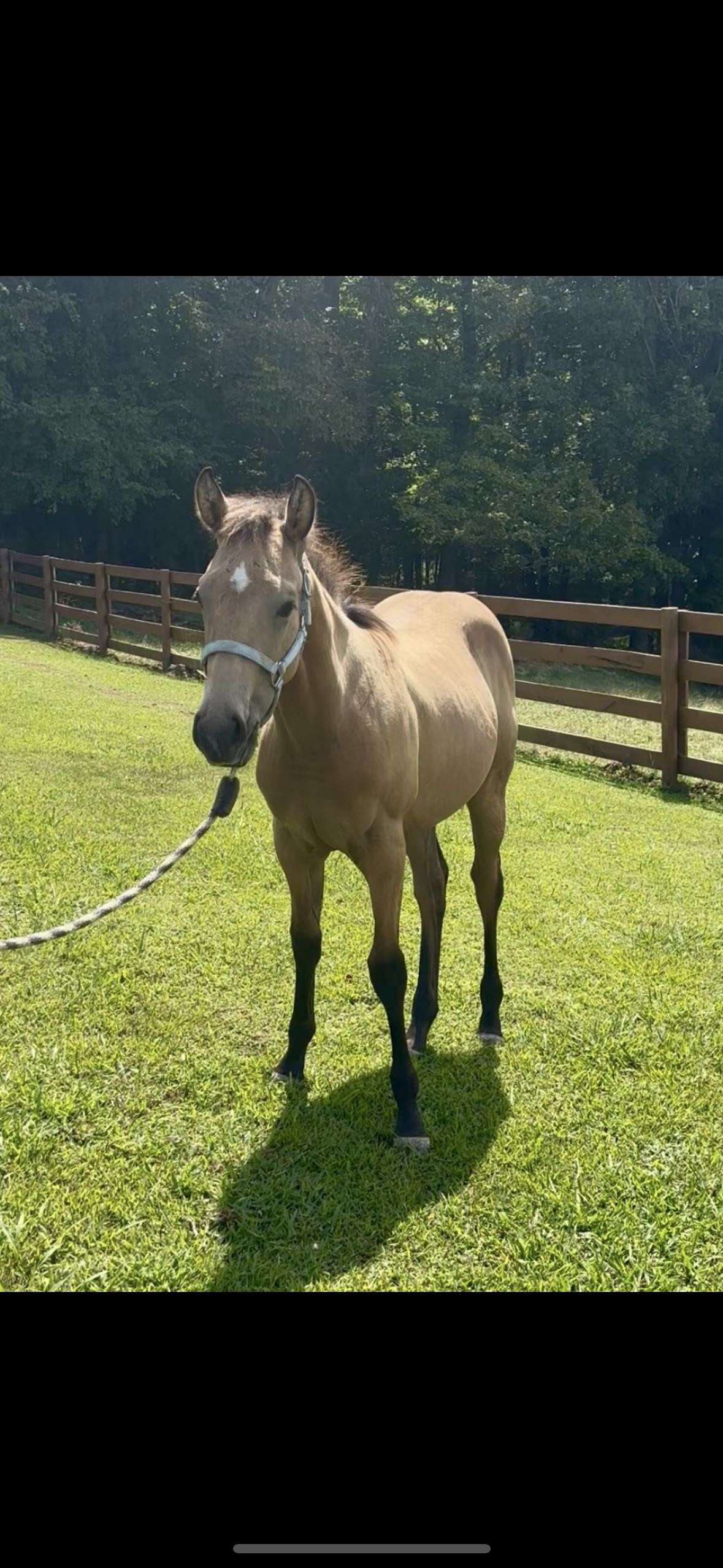 AQHA Buckskin Filly
