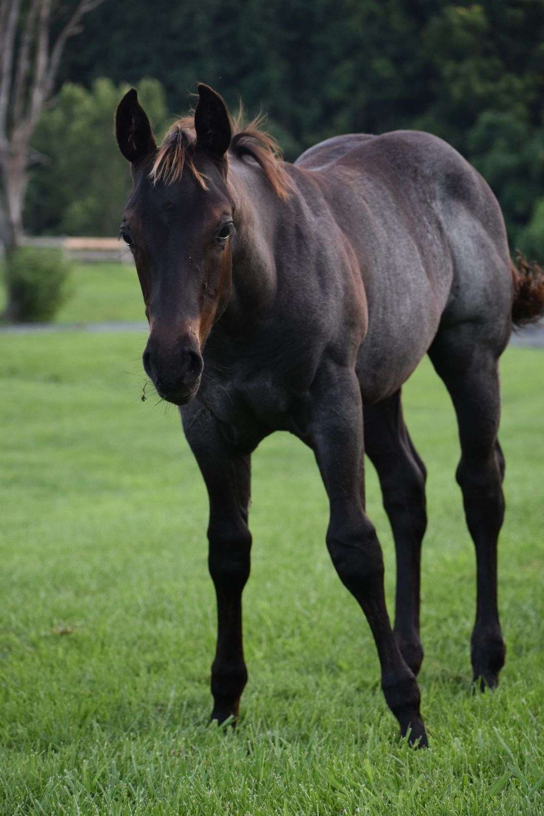 AQHA Solid Blue Roan Colt Big Hip and Shoulder Must See