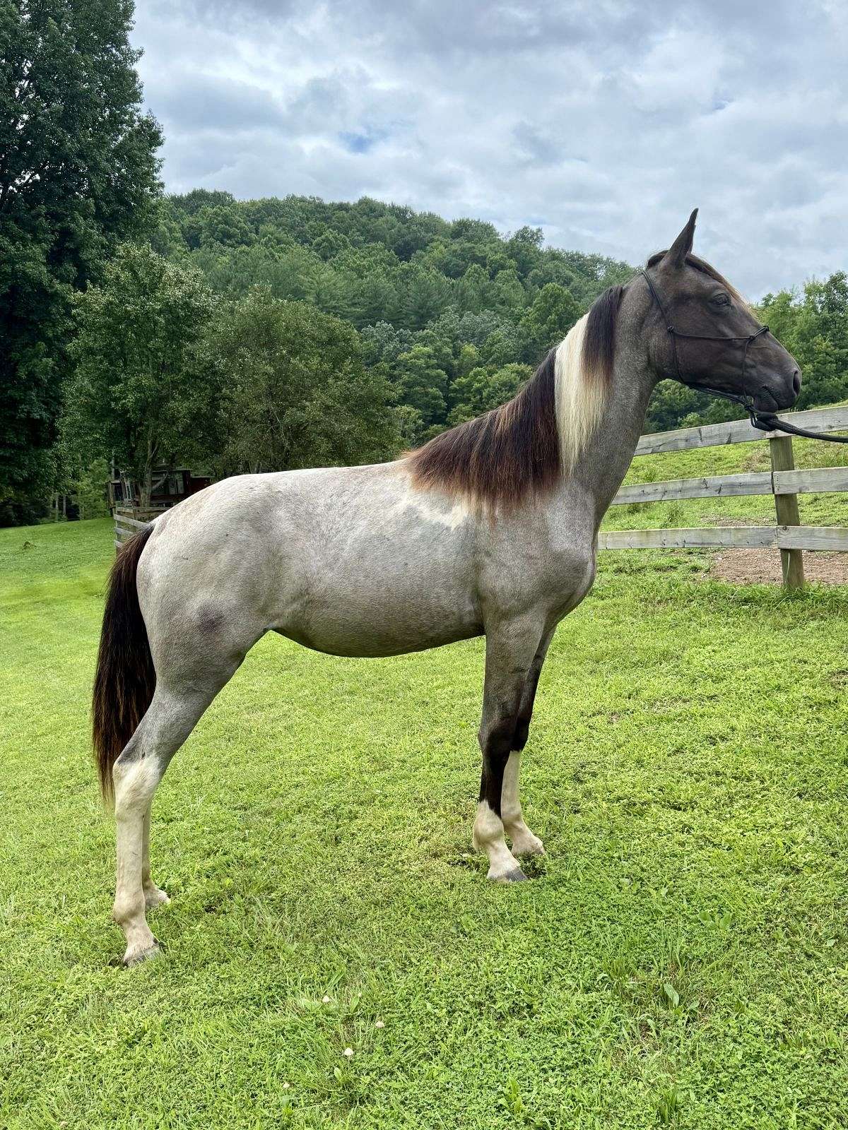 Smokey Blue Roan
