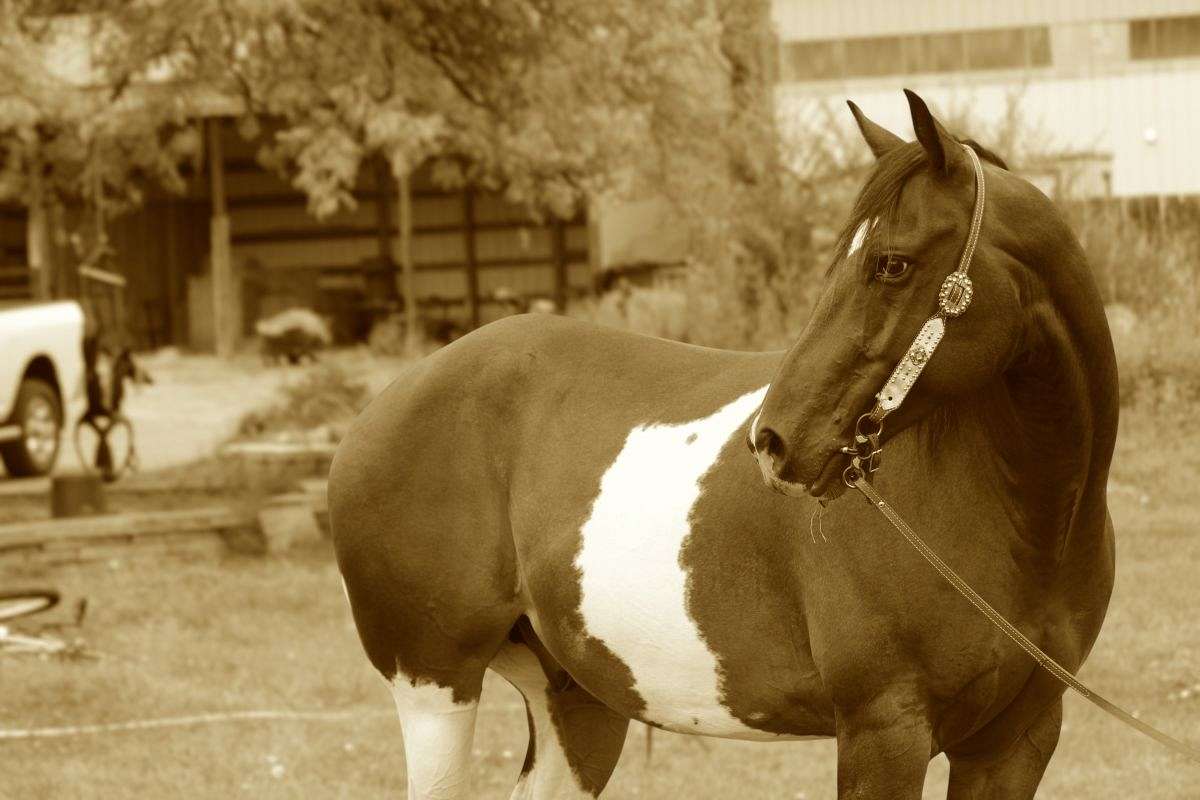 Ultimate Ranch and Trail Deluxe 10 Yr Old Paint Quarter Horse Gelding!