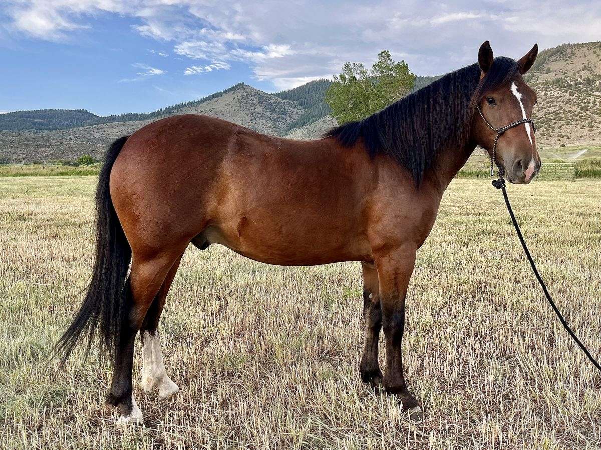 Bowie - 3yr Mustang, Ranch, Trail Ride or Show!