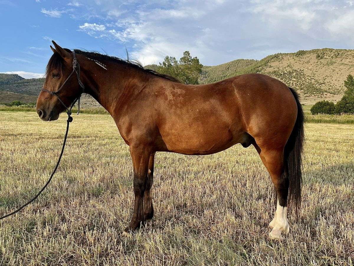 Bowie - 3yr Mustang, Ranch, Trail Ride or Show!