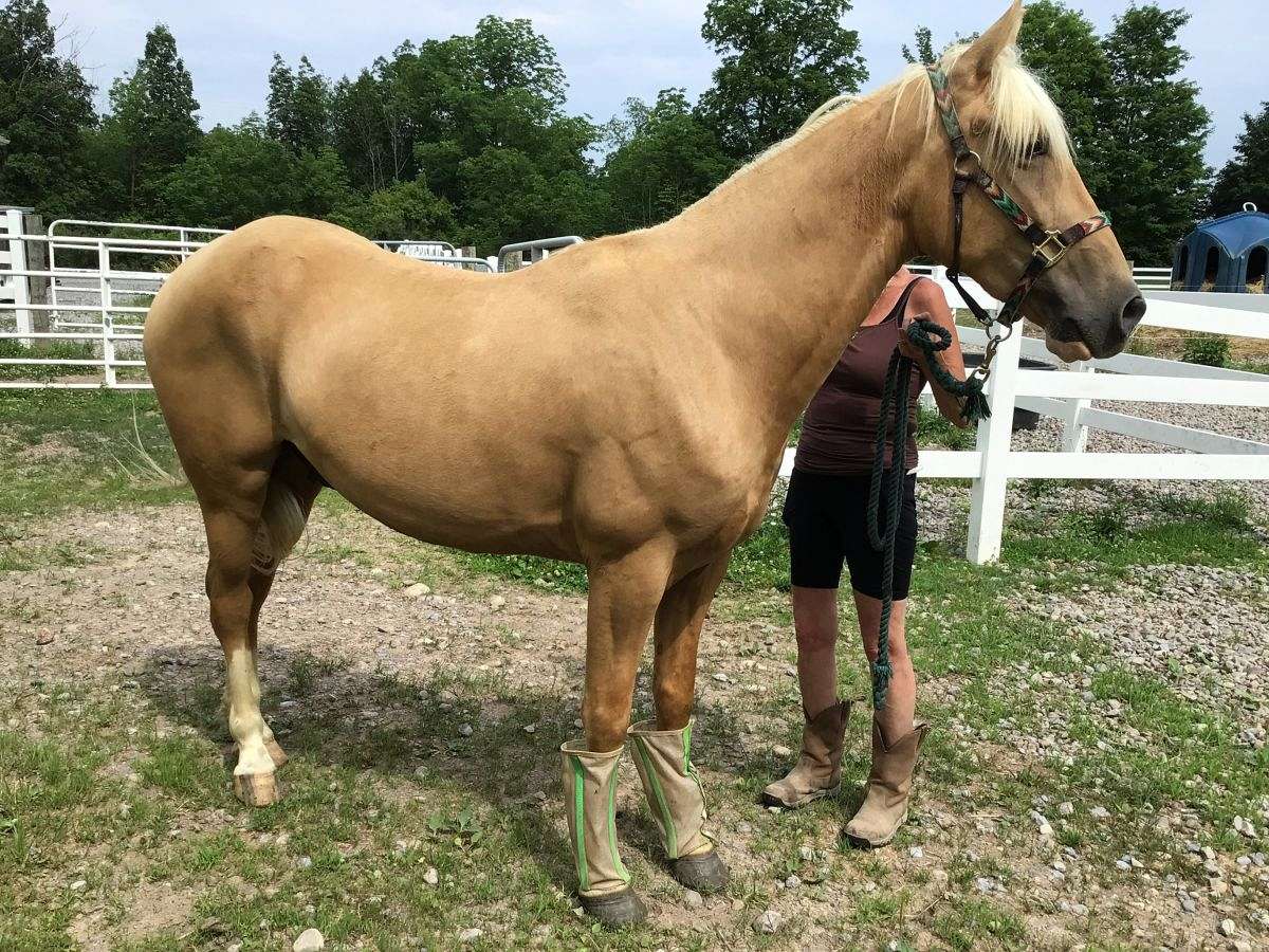 5yr Old Rocky Mountain Dappled Palomino Gelding
