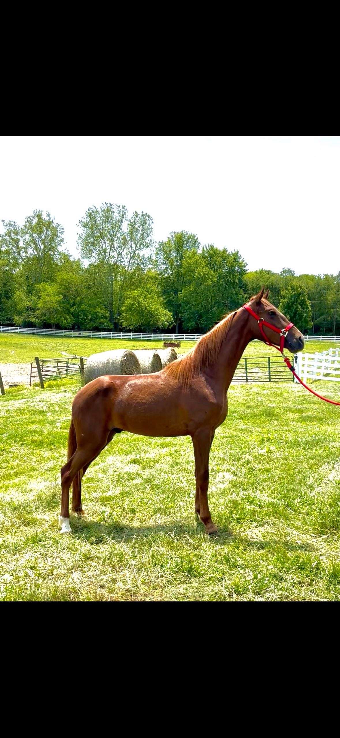 Reg 2yo TWH Gelding