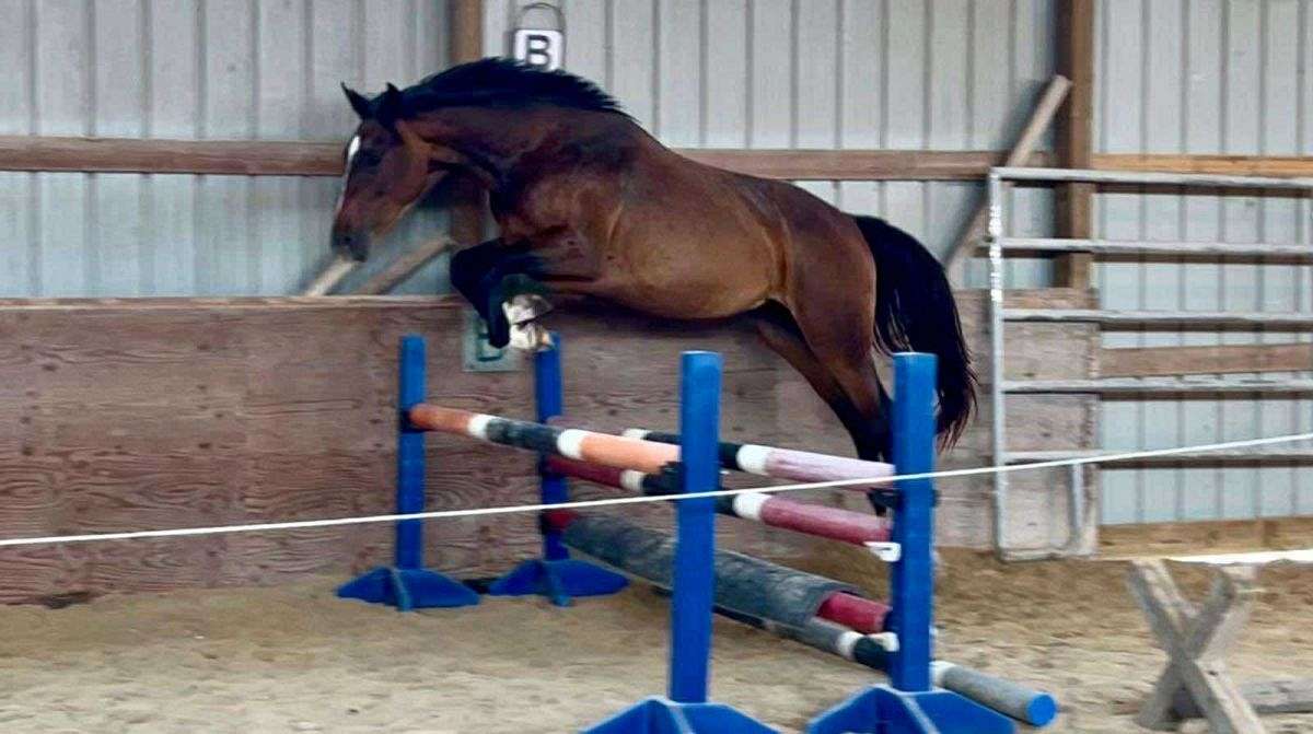 2023 Filly by Carrasca Z