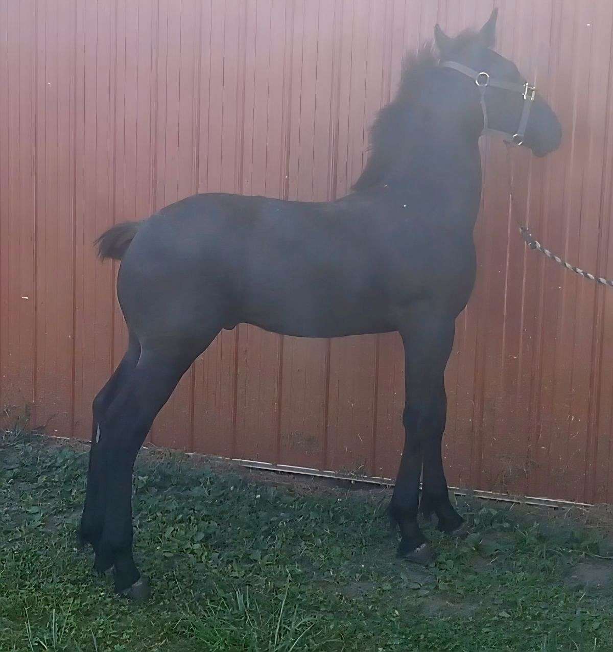 Gray Percheron Stud Colt- Reduced!