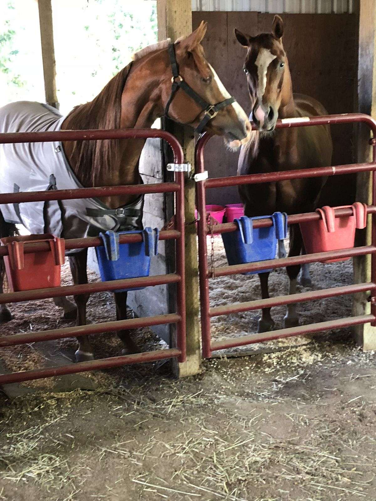 Registered Solid Paint