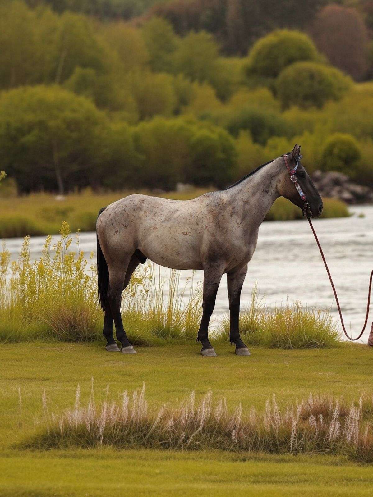 Drop Dead Gorgeous and Talented 3 Yr Old Grullo Roan AQHA Gelding!