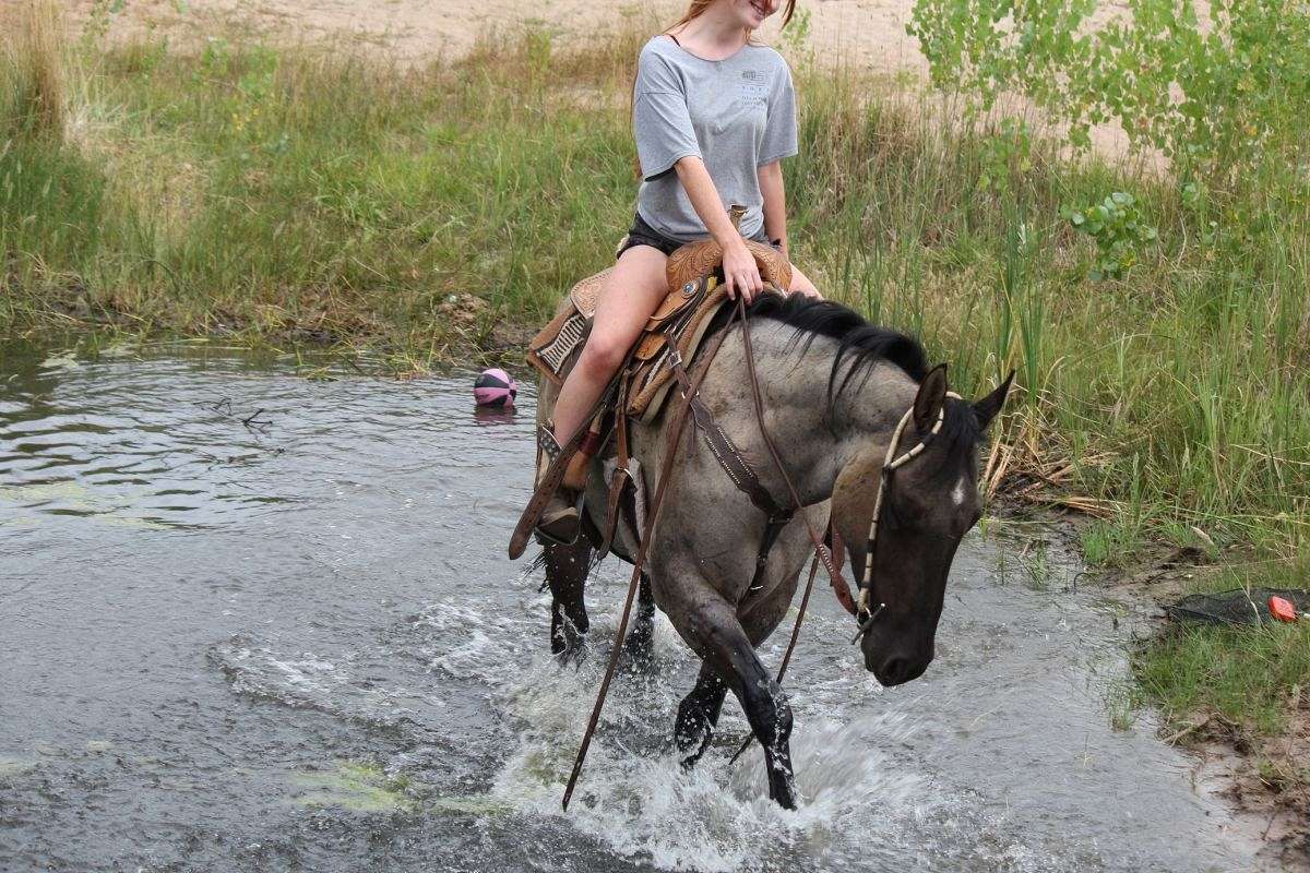 Drop Dead Gorgeous and Talented 3 Yr Old Grullo Roan AQHA Gelding!