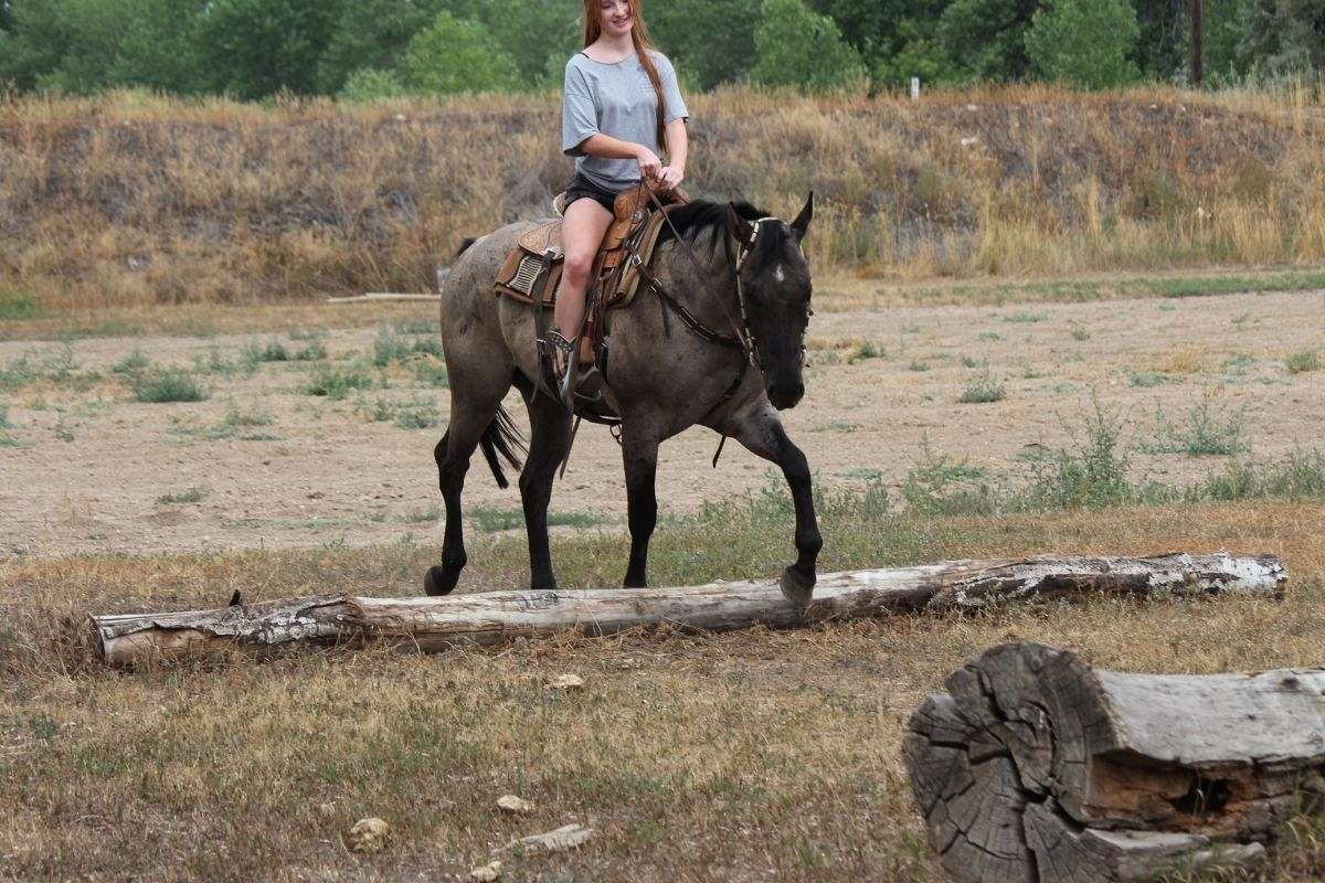 Drop Dead Gorgeous and Talented 3 Yr Old Grullo Roan AQHA Gelding!