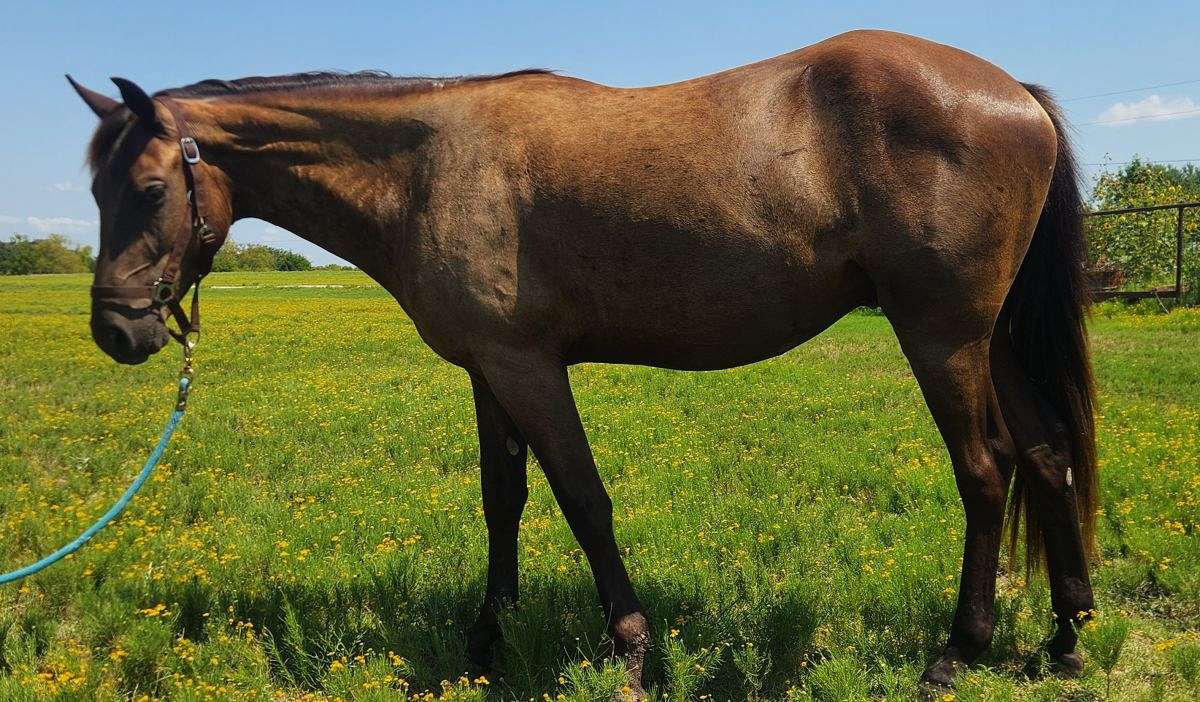 3 Yr Old Papered Missouri Fox Trotter Gelding
