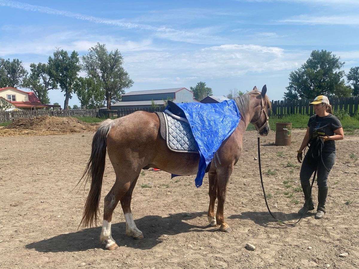 Missouri Foxtrotter Gelding, Trail, Arena and Cow Experience