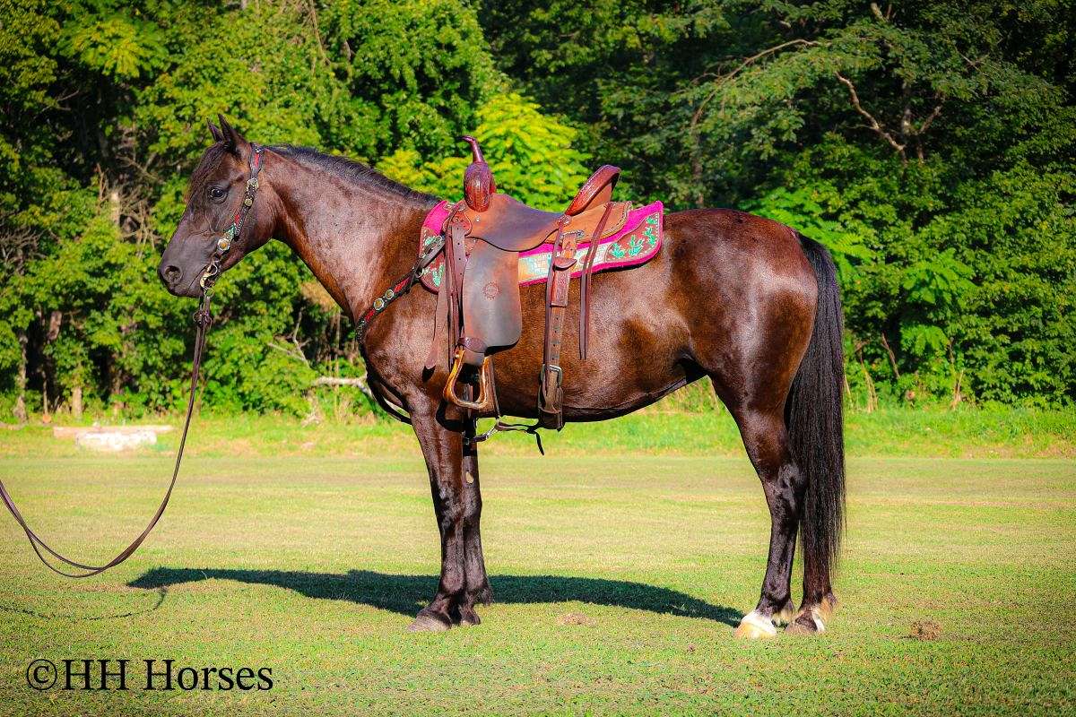 Well Broke, Cute and Fun Black Morgan Mare, Rides and Drives, Gentle