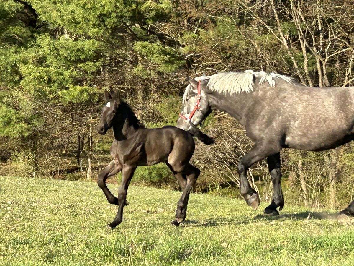 Beautiful Sweet and Smart Black Percheron Stud Colt